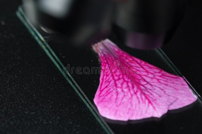 Pink Flower Leaf on a Glass Slide on a Microscope, Close Up Stock Image ...