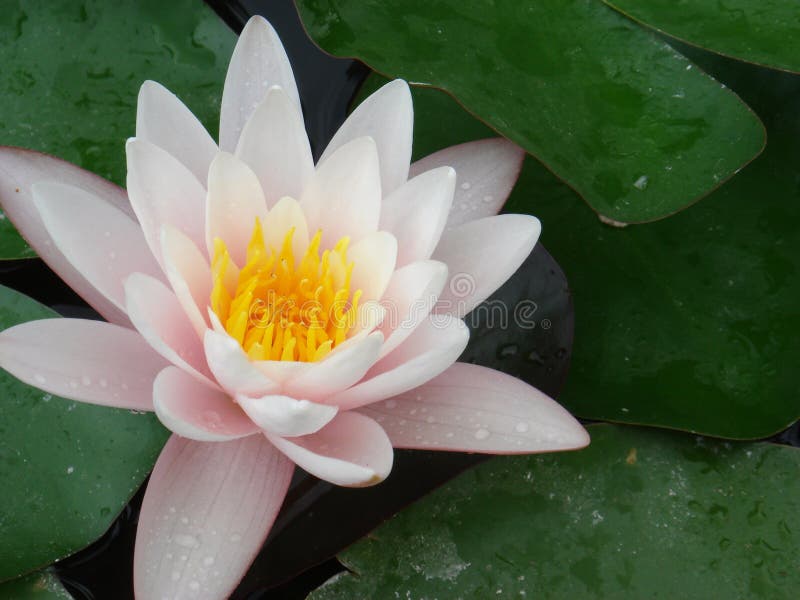 Nymphaea pink flower stock photo. Image of nymphaea - 139839534