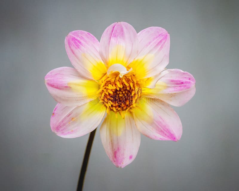 Pink Flower on Light Gray Background. Spring and Summer Flowers_ Stock ...