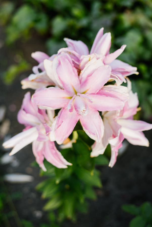 Pink Flower Lilium Amistad in Garden Stock Photo - Image of petal ...