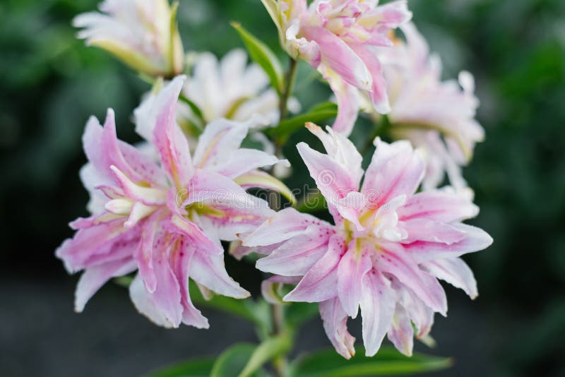 Pink Flower Lilium Magic Star in Garden Stock Photo - Image of star ...