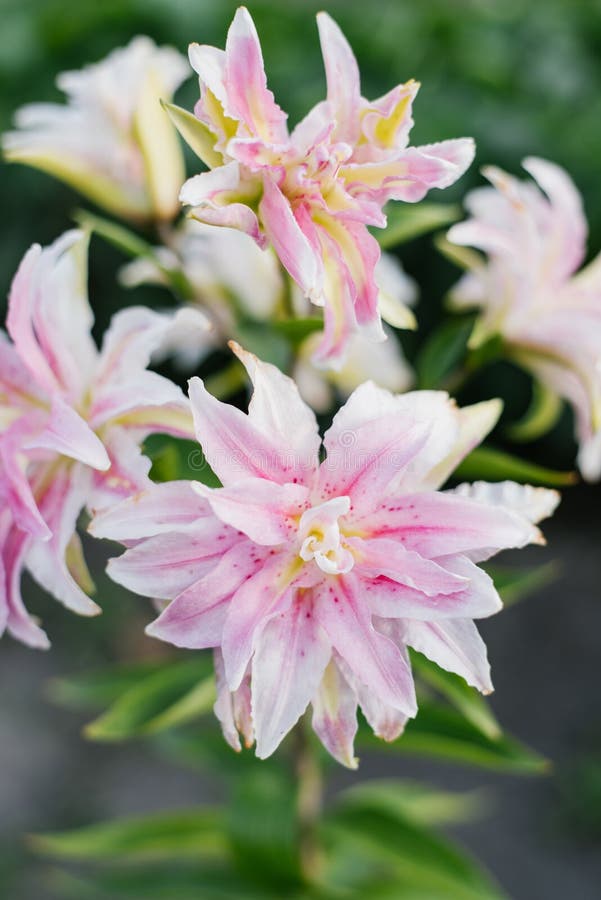 Pink Flower Lilium Magic Star in Garden at Summer Stock Image - Image ...