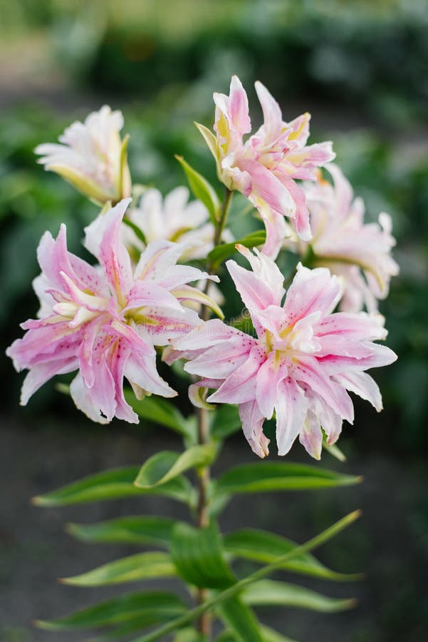 Pink Flower Lilium Magic Star at Summer Stock Image - Image of green ...
