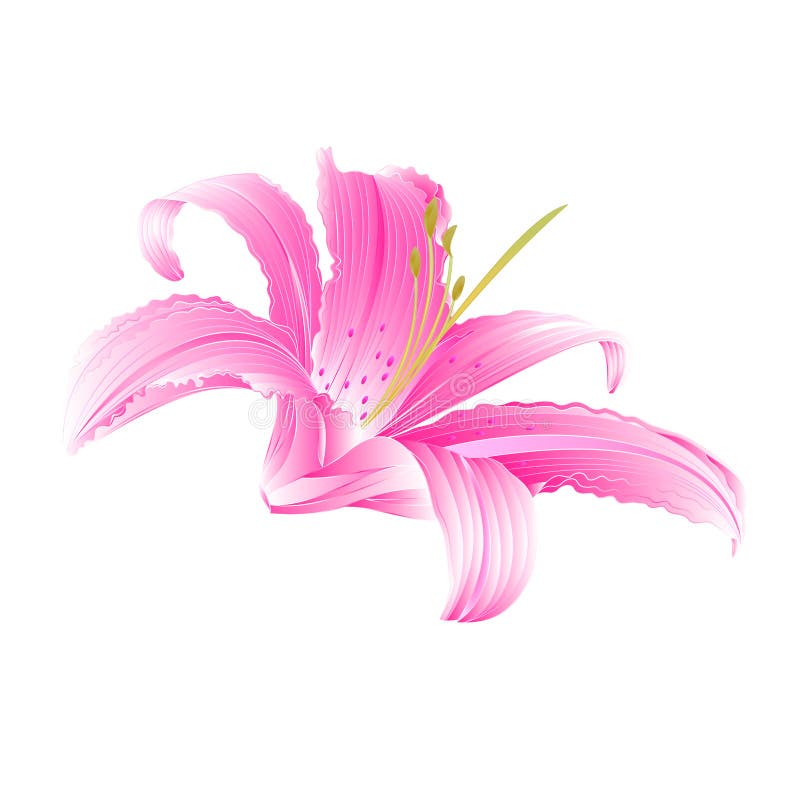 Pink flower Lily vector stock vector. Illustration of decoration - 74045361