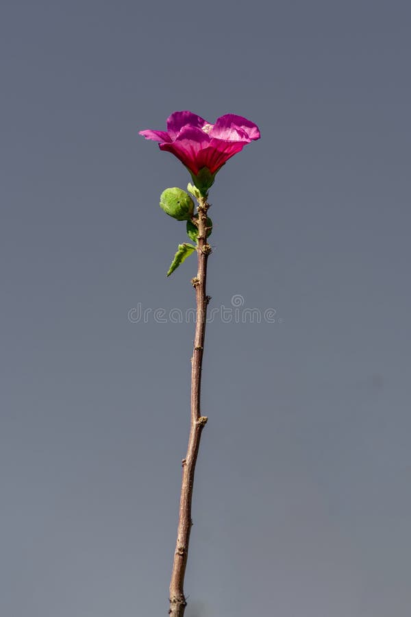 Pink Flower with Long and Wide Stem Isolated on the Grey Background ...