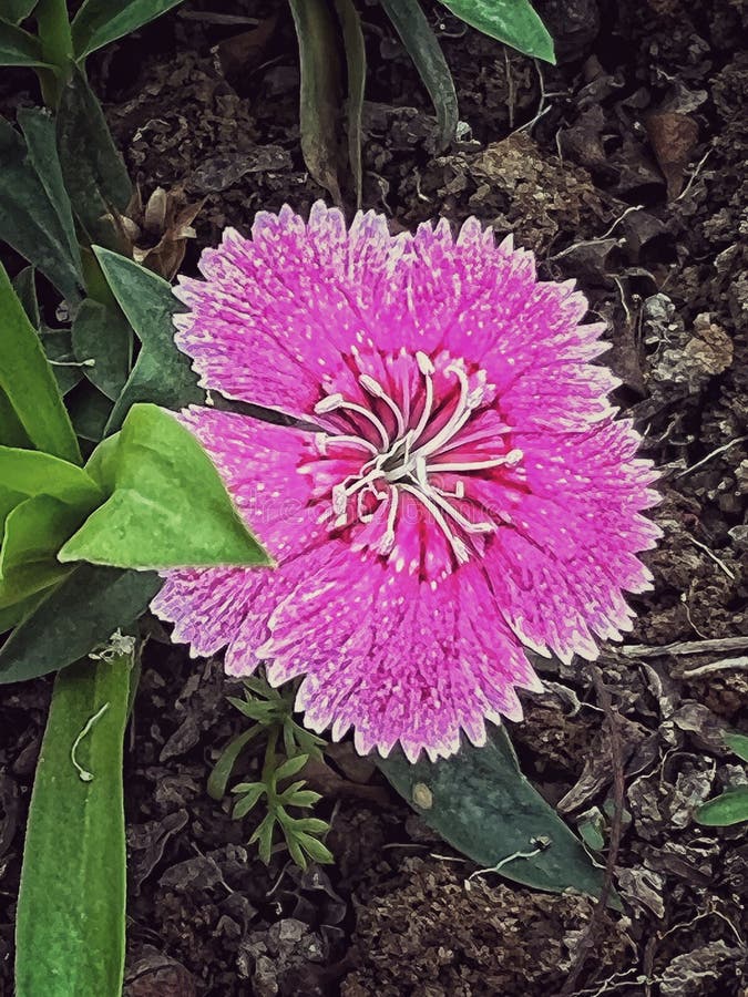 This Pink Flower Looks so Beautiful and it is so Perfectly Captured ...
