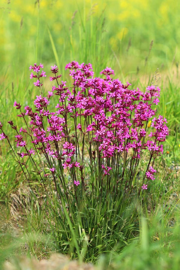 Pink Flower Lychnis Viscaria in Blossom Stock Photo - Image of garden ...