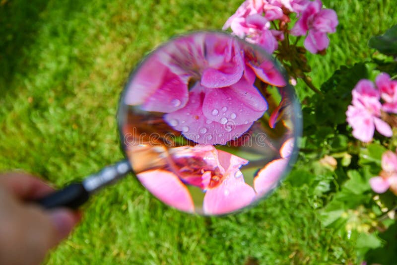 A Pink Flower through a Magnifying Glass Stock Image - Image of grass ...