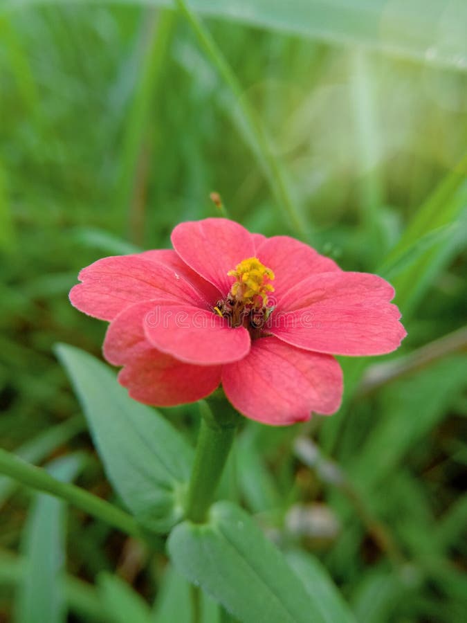 Pink Flower from Maharashtra Stock Image - Image of maharashtra, pink ...