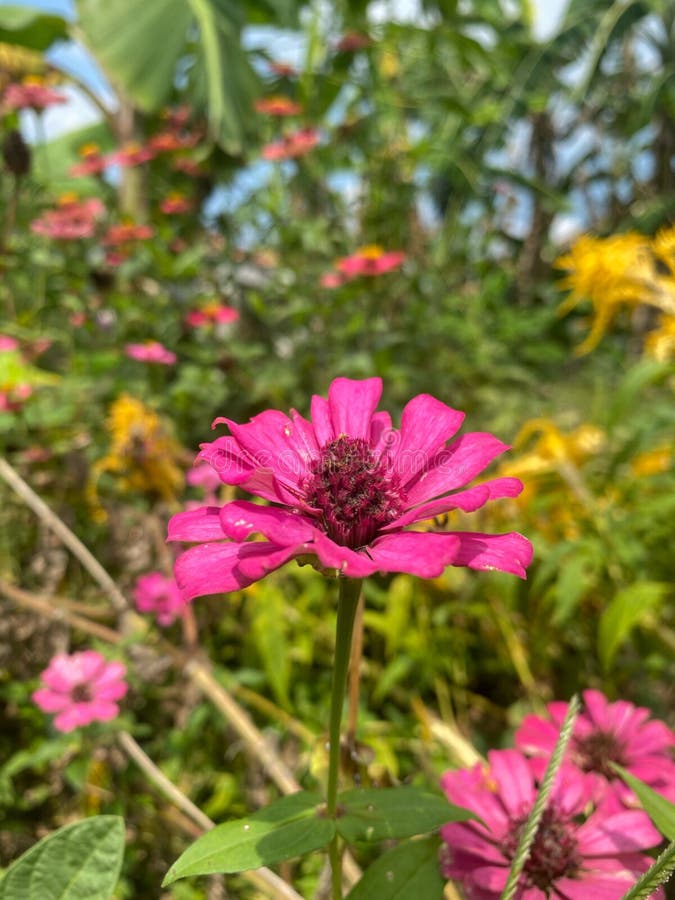 Pink flower stock image. Image of pink, beautiful, flower - 254411811