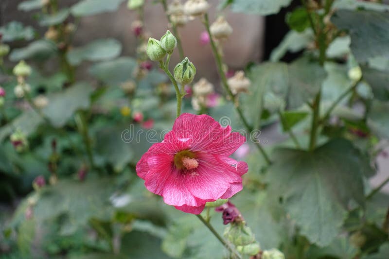 1 Pink Flower of Hollyhock in August Stock Photo - Image of lush ...