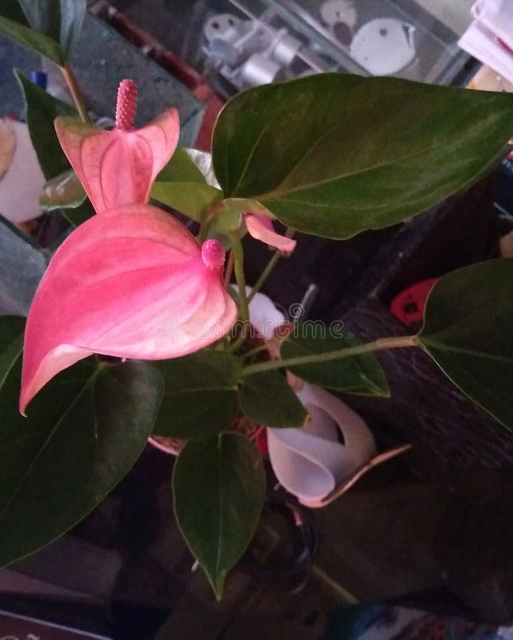 Pink Flower Mini Anthurium Plant Stock Photo - Image of anthurium, mini ...