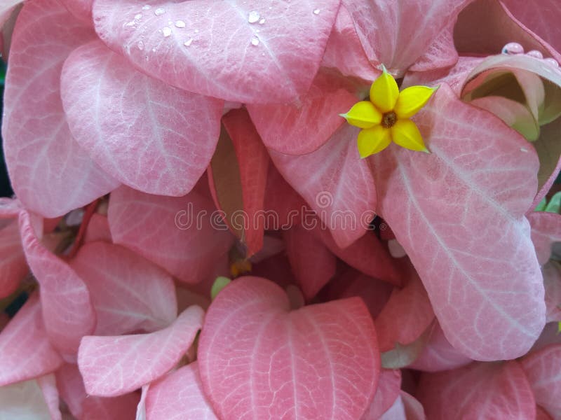 Pink flower mussaenda stock photo. Image of mussaenda - 243904704
