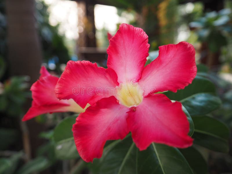 Pink flower stock image. Image of pink, flower, flowers - 68582605