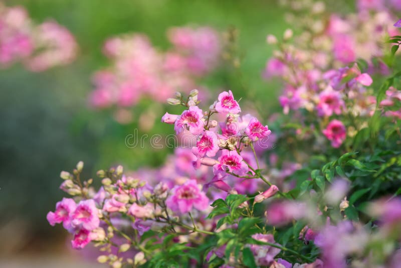 Pink Flower Natural Color Background Stock Photo - Image of lovely ...
