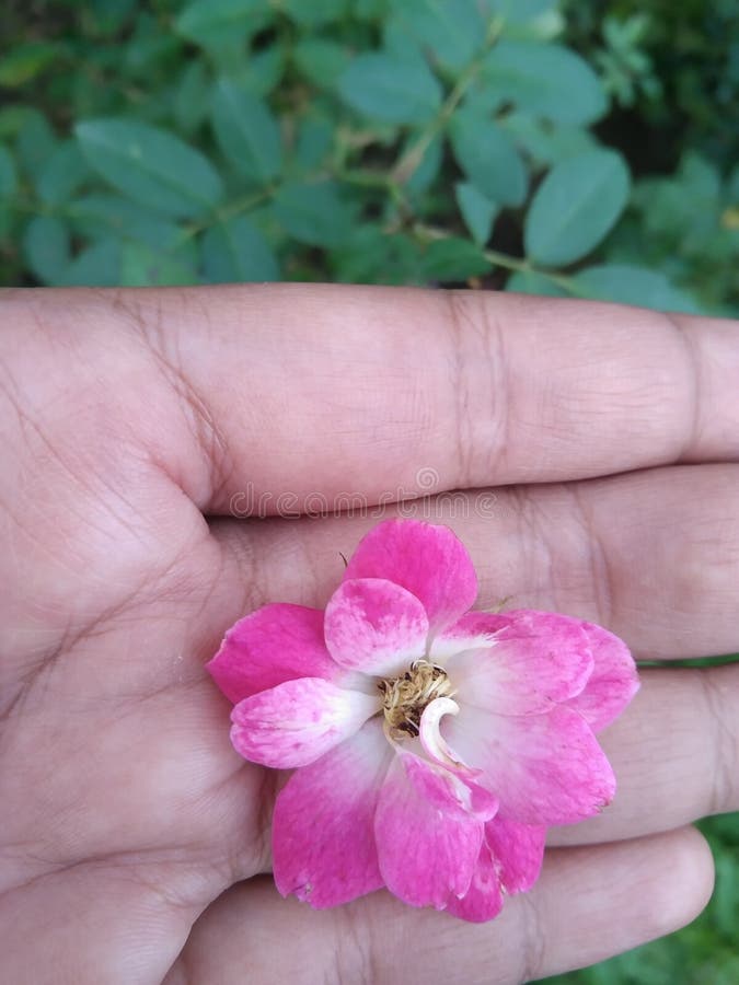 Pink Flower Natural Rose Frees Stock Photo - Image of frees, pink ...