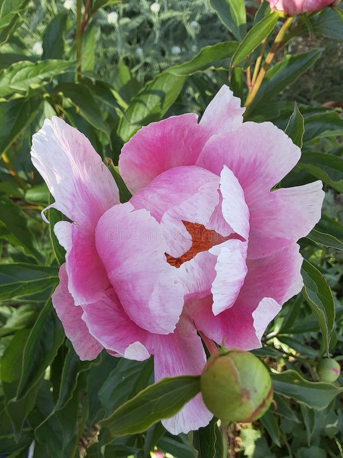 Pink Flower opening stock photo. Image of petal, shrub - 231645142