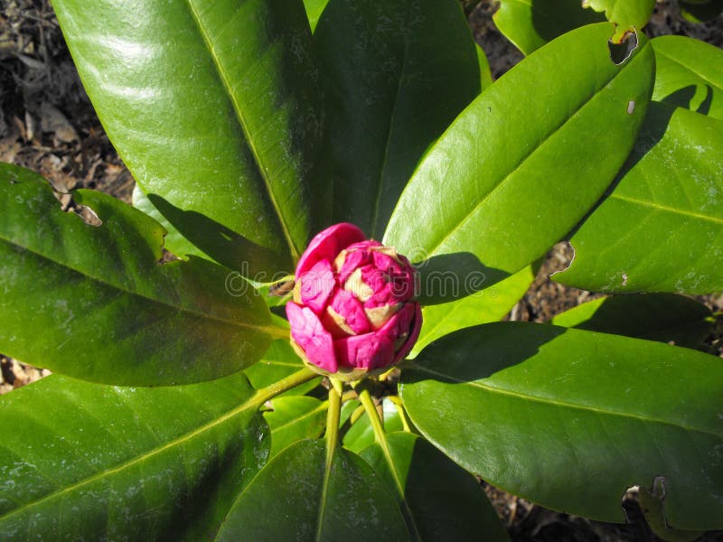 15,766 Flower Opening Photos - Free & Royalty-Free Stock Photos from ...