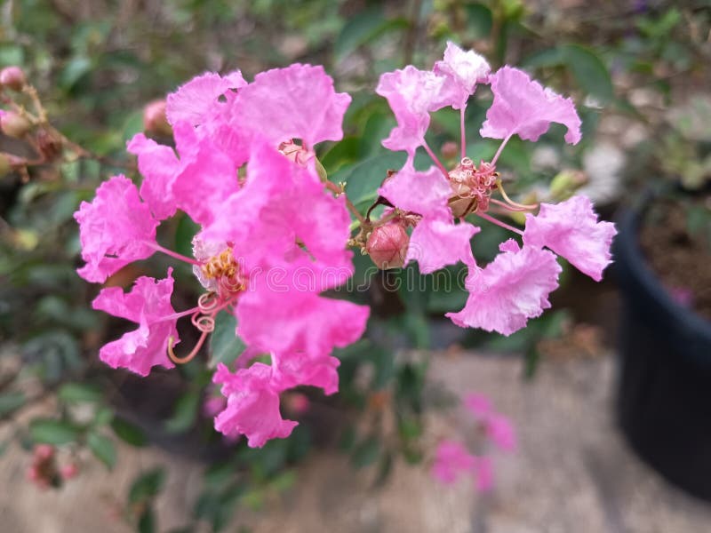 Pink Flower Ornamental Plants Grow and Bloom in the Yard Stock Image ...
