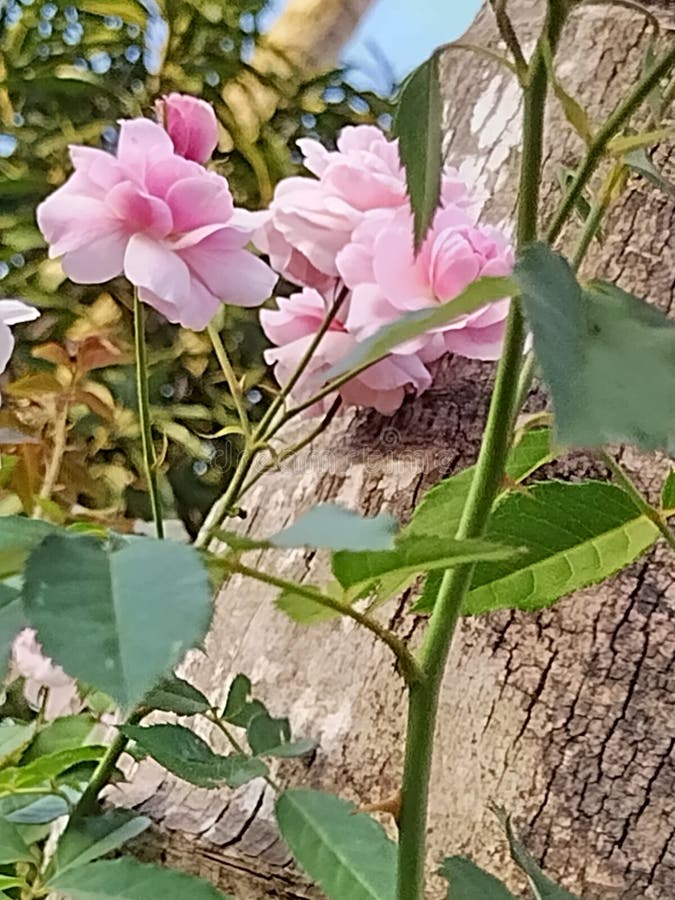 Pink flower outdoor stock image. Image of lilac, branch - 257710279