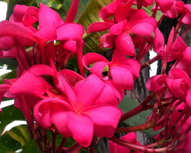 Pink flower on the park stock image. Image of petal - 270904771