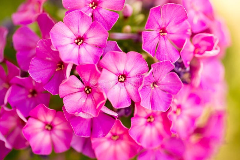 Pink flowe in the nature stock image. Image of purple - 106809233