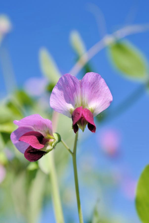 Pink flower of pea stock photo. Image of field, blooming - 93599720