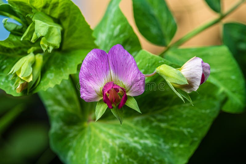 Pink flower of pea plant.. stock image. Image of bouquet - 262954489