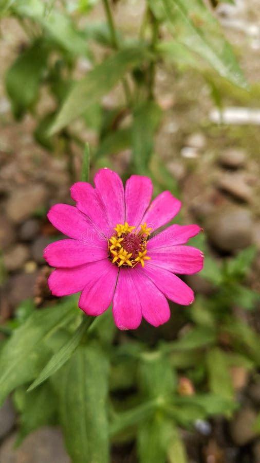 Pink Flower Perfectly Blossom Stock Photo - Image of blossom ...