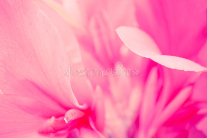 Pink Flower Petals Abstract Nature Background Stock Image - Image of ...