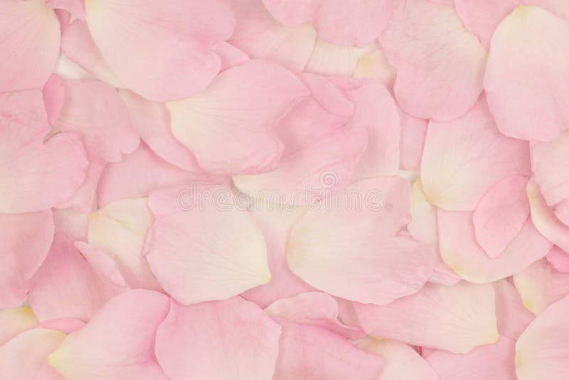 Pink Flower Petals Background Stock Image - Image of flower, petals ...