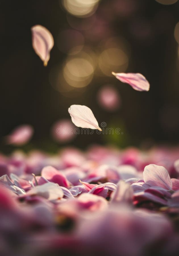 Pink Flower Petals Falling on the Ground Stock Image - Image of flower ...