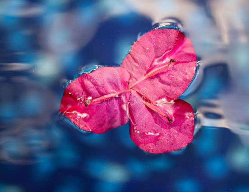 Pink Flower Petals Float on the Surface of Water Stock Image - Image of ...