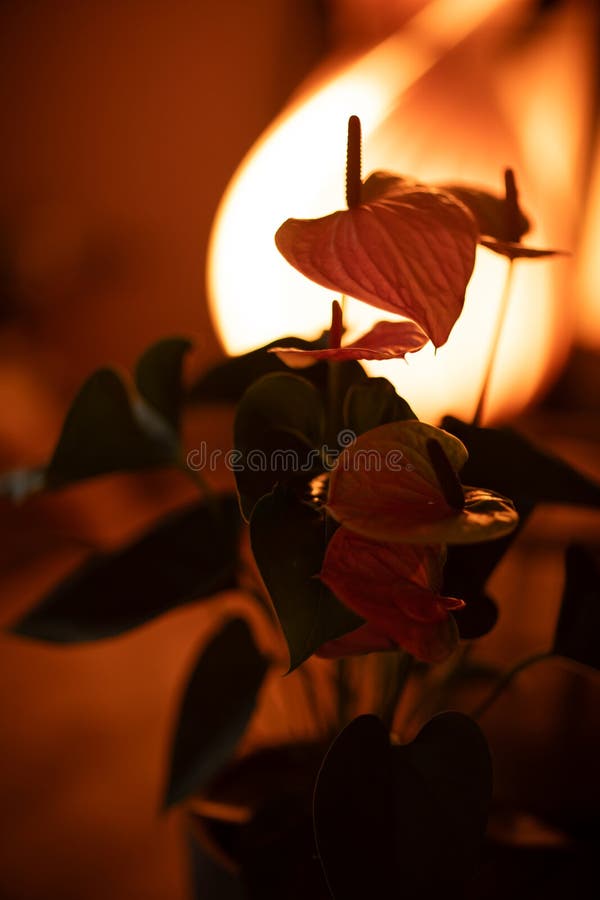 Pink Flower Petals in Warm Backlight Stock Image - Image of freshness ...