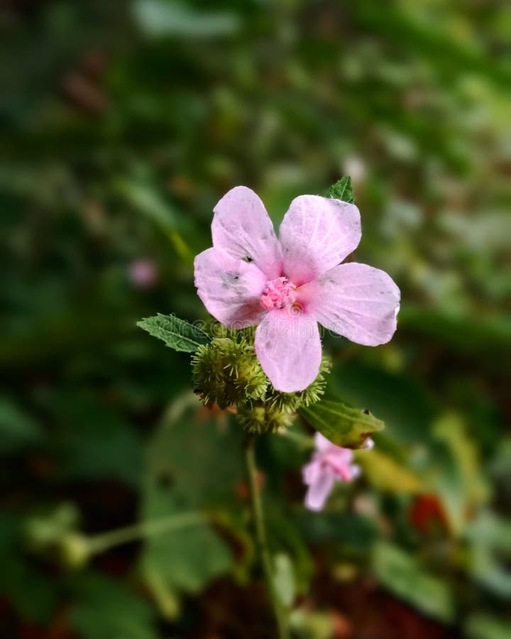 Pink Flower Photographed Close Up Middle Forest Stock Photos - Free ...