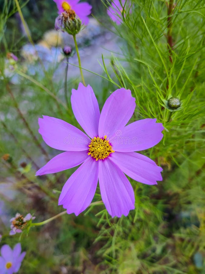 Pink Flower Photography Background Stock Photo - Image of herb, meadow ...