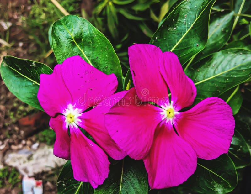 Azalea red bird stock photo. Image of leaf, backgrounds - 259587598