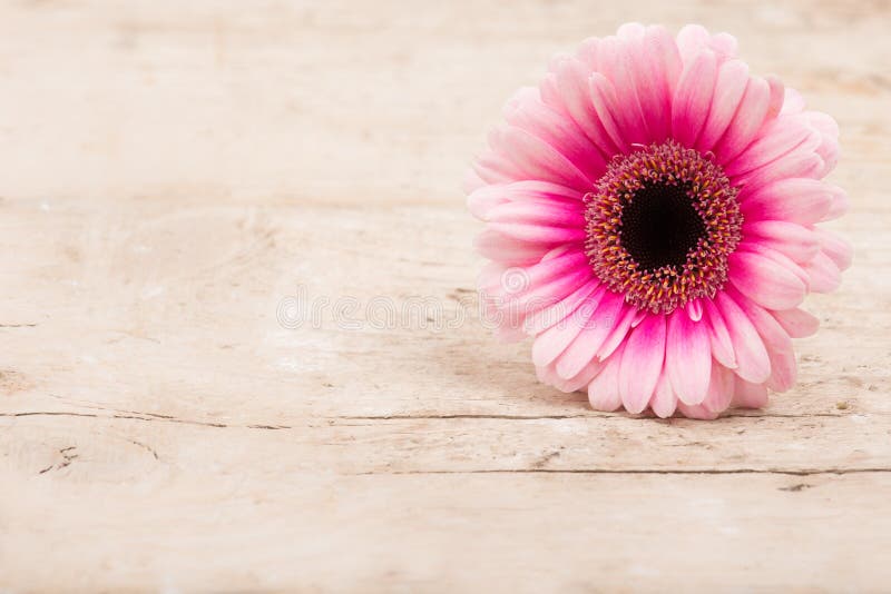 Pink flower on pile wood stock image. Image of vintage - 66422989