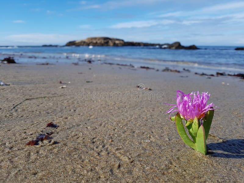 Pink Flower on a Beach of the Californian Coast Stock Image - Image of ...