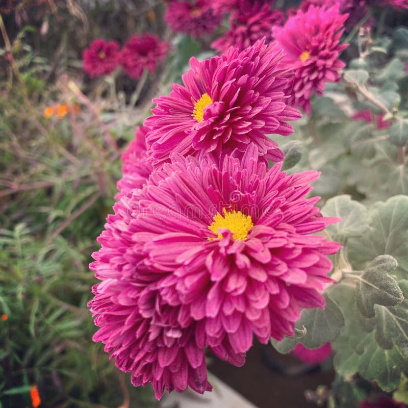 Pink flower stock photo. Image of india, pink, flower - 137300198