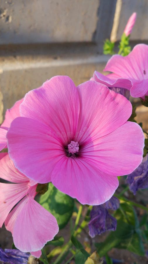 Pink flower stock photo. Image of turkey, beautiful - 126550898