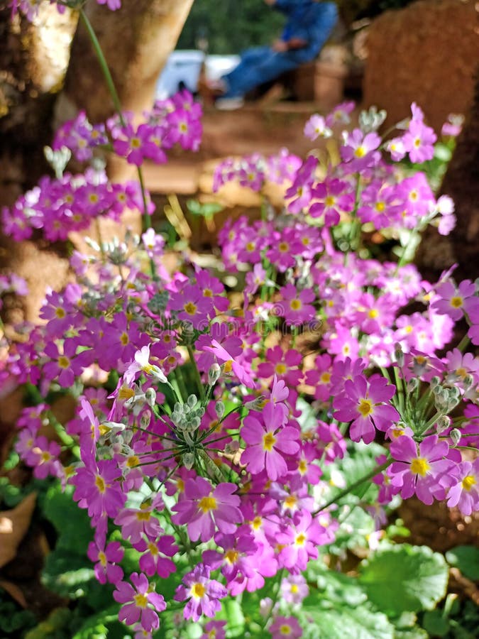 Pink flower plant stock image. Image of pink, shrub - 249566723