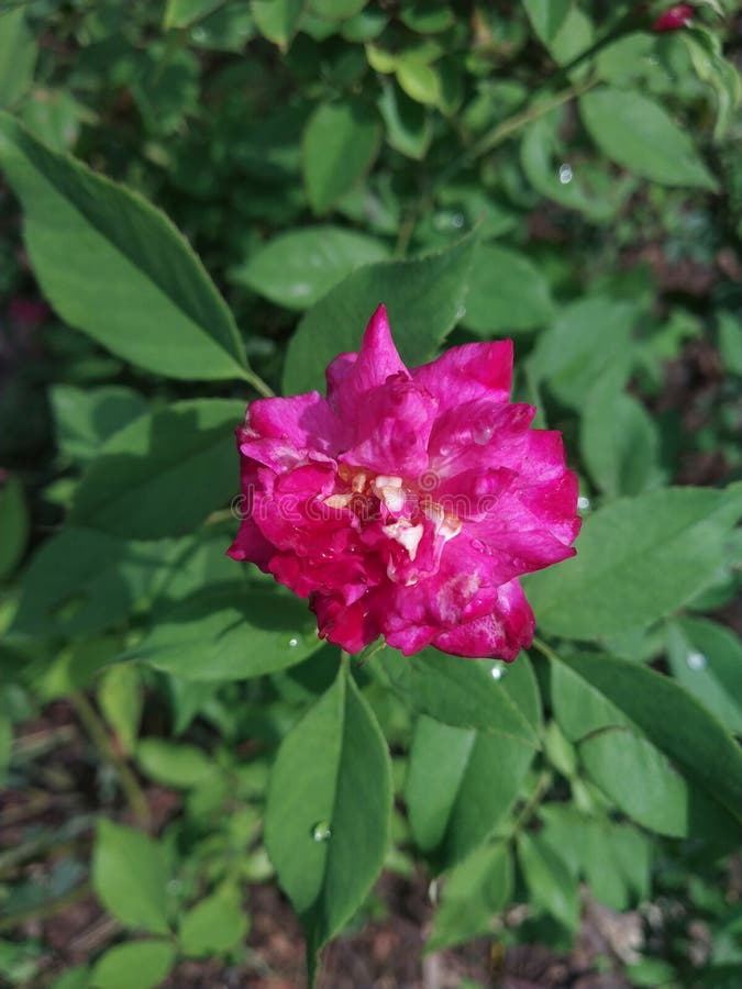 Pink flower in the plant stock image. Image of leaf - 190115197