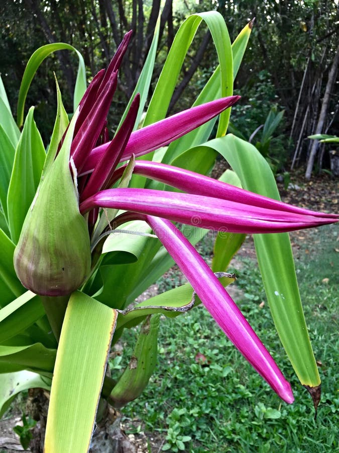 Pink flower pod stock photo. Image of flower, exotic - 55650758