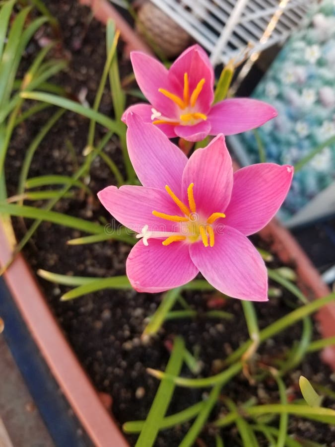 Pink flower pollen stock photo. Image of petal, nature - 250719642
