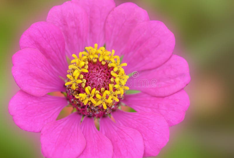 Pink Flower Pollen in Nature Stock Photo - Image of floral, outdoors ...