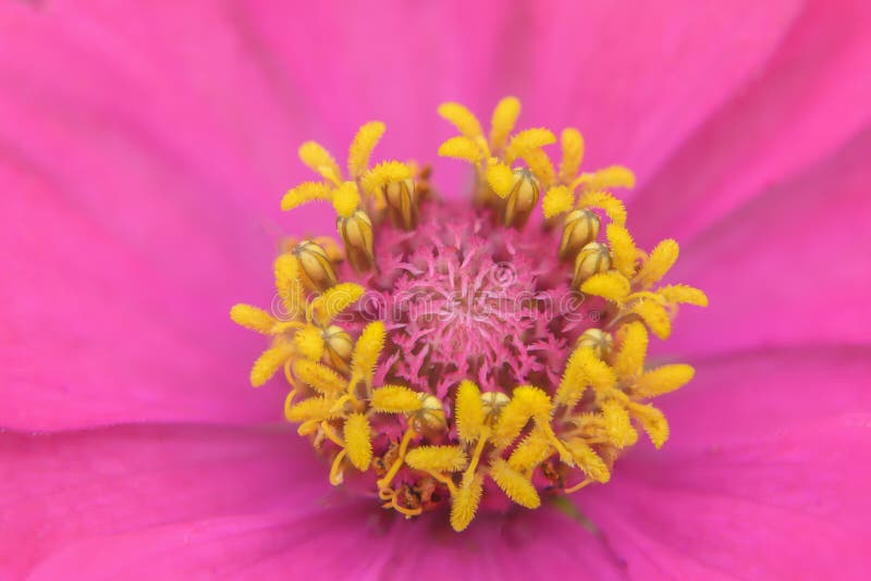 Pink Flower Pollen in Nature Stock Photo - Image of gerbers, nature ...