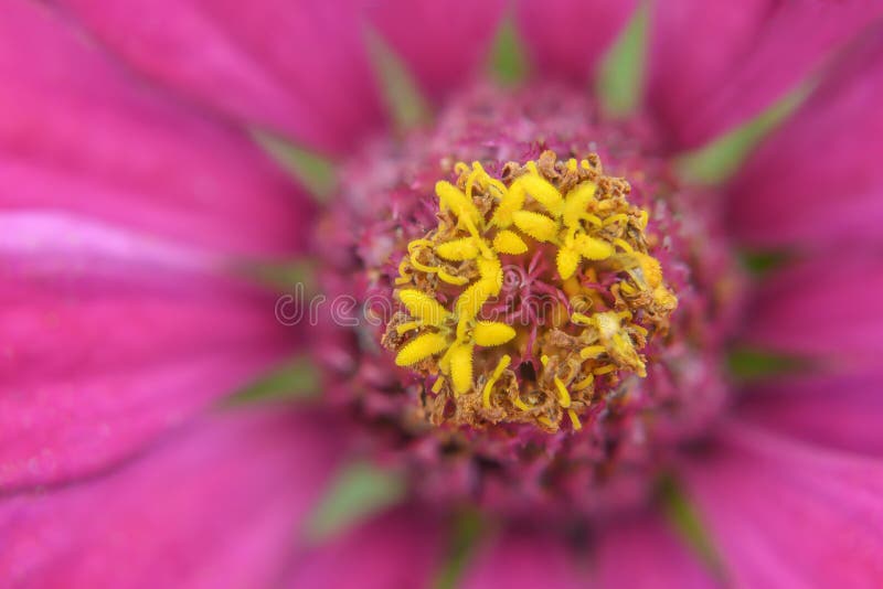Pink Flower Pollen in Nature Stock Photo - Image of blossoming, gerbers ...