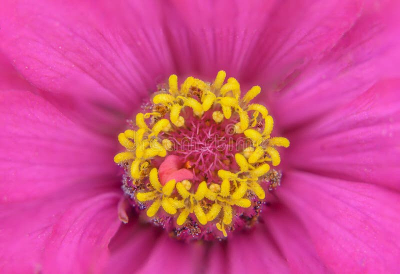 Pink Flower Pollen in Nature Stock Photo - Image of purple, pink: 196591856