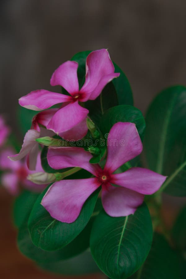 Pink Flower portrait shoot stock image. Image of shoot - 192148543